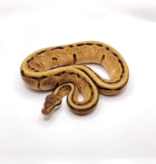 Genetic Stripe, Spotnose, Enchi, Fire (Het Desert Ghost) Ball Python by SDG Pythons