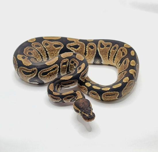 Normal Ball Python by SDG Pythons