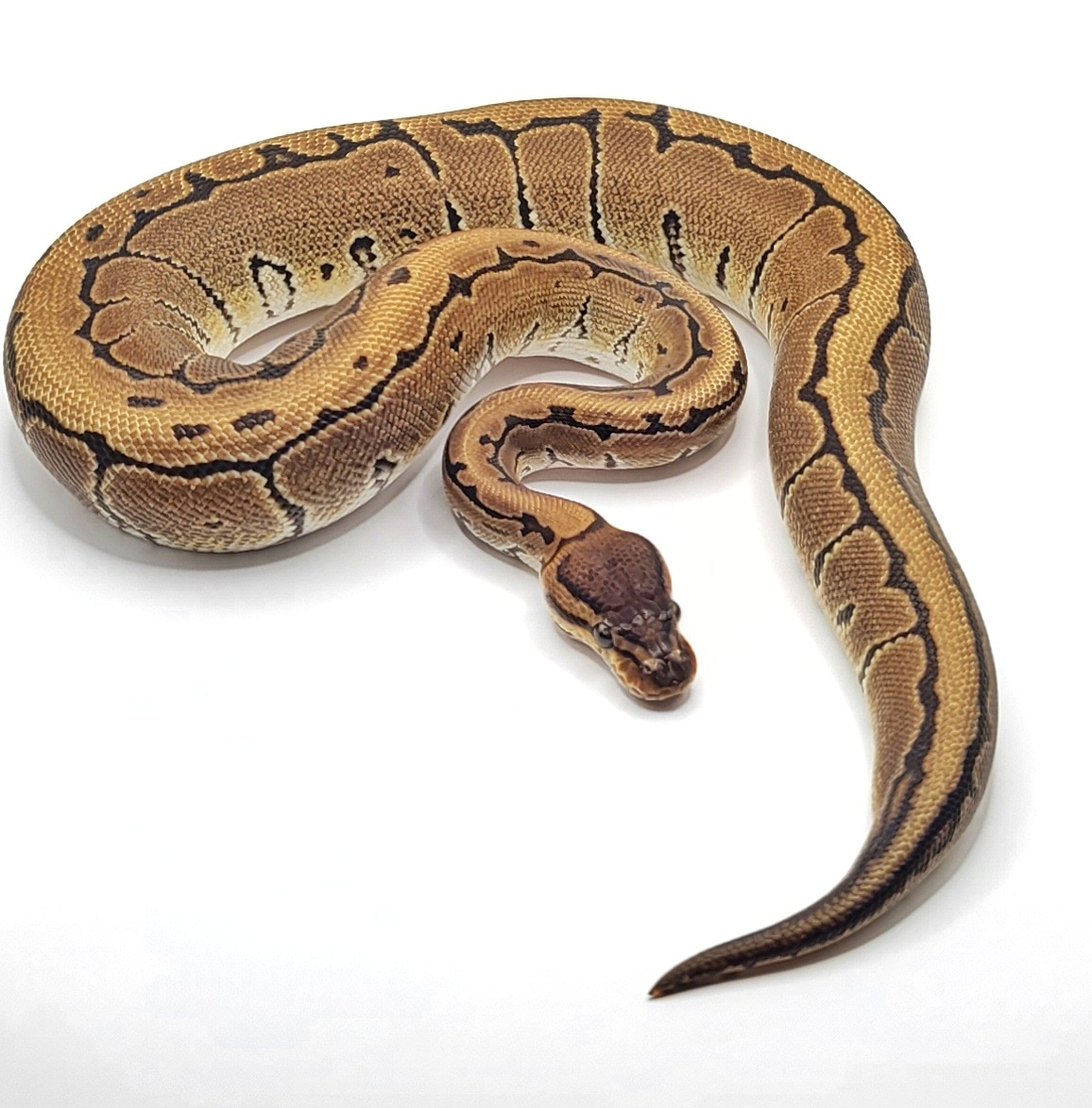 Pinstripe Ball Python by SDG Pythons - MorphMarket