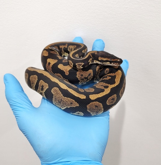 Acid Ball Python by SDG Pythons