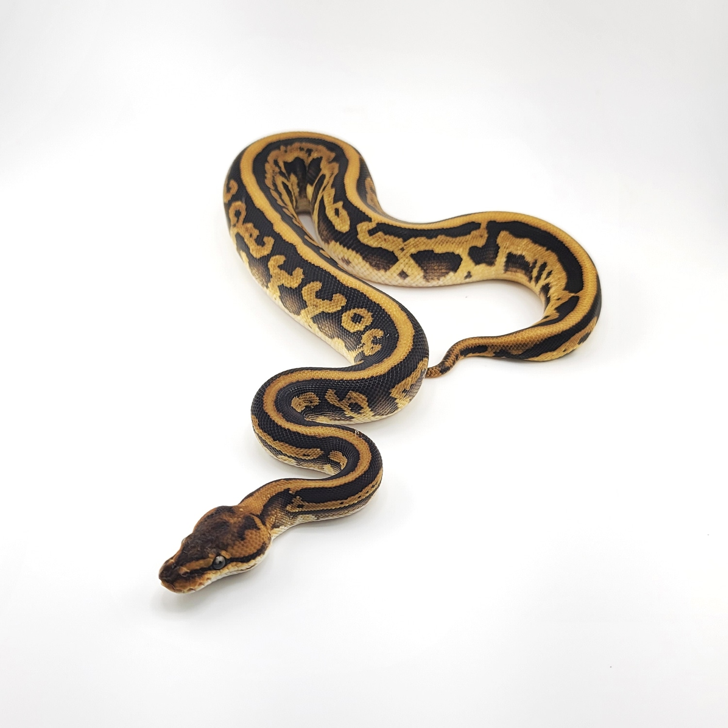 Wookie, Russo, Specter, Leopard Ball Python by SDG Pythons - MorphMarket