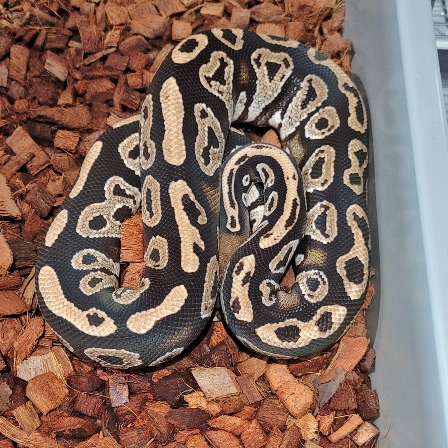 Proven Black Head, Spotnose (100 Het Lavender Albino) Ball Python by ...