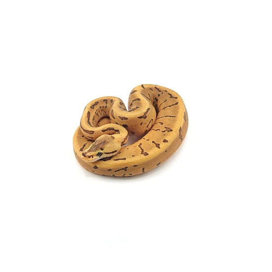 Acid, Enchi, Pinstripe Ball Python by SDG Pythons