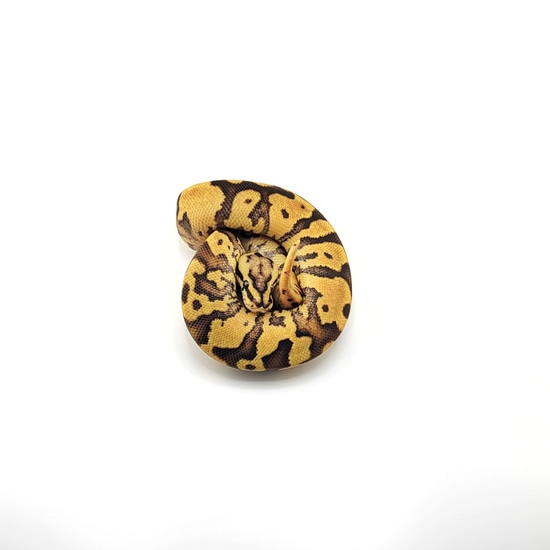 Acid, Enchi, Pastel, Fire Ball Python by SDG Pythons