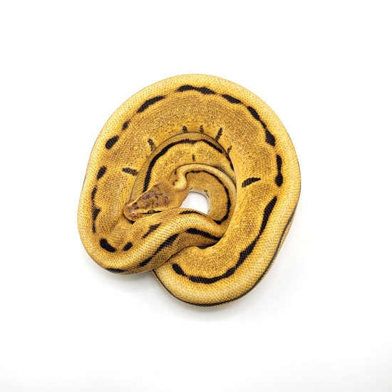 Genetic Stripe, Spotnose, Enchi (Het Desert Ghost) (Prob Fire)) Ball ...