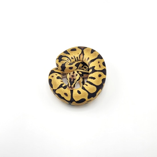 Enchi, Pastel, Fire, Leopard (Poss Super Enchi) Ball Python by SDG Pythons