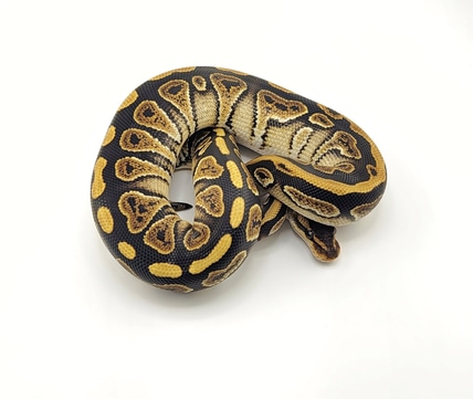 Chimera - Blackhead, Spotnose, Leopard, 66% Het Lavender Albino Ball Python by SDG Pythons ...