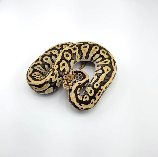 Acid, Black Pastel, Spotnose Ball Python by SDG Pythons