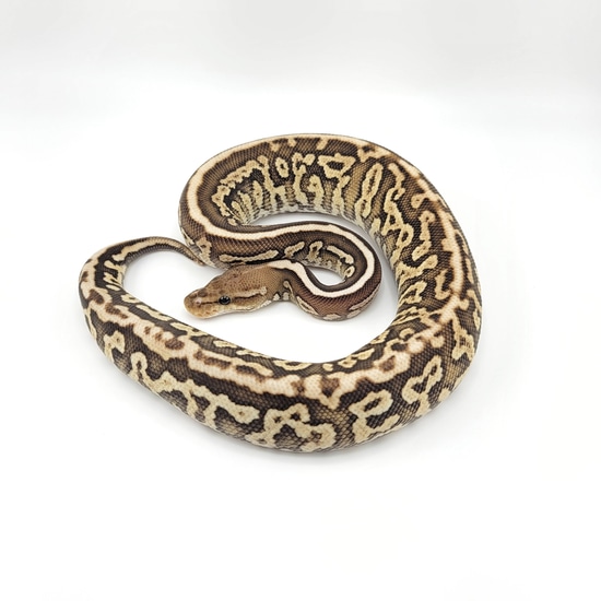 Acid, Black Pastel, Spotnose, Lesser Ball Python by SDG Pythons