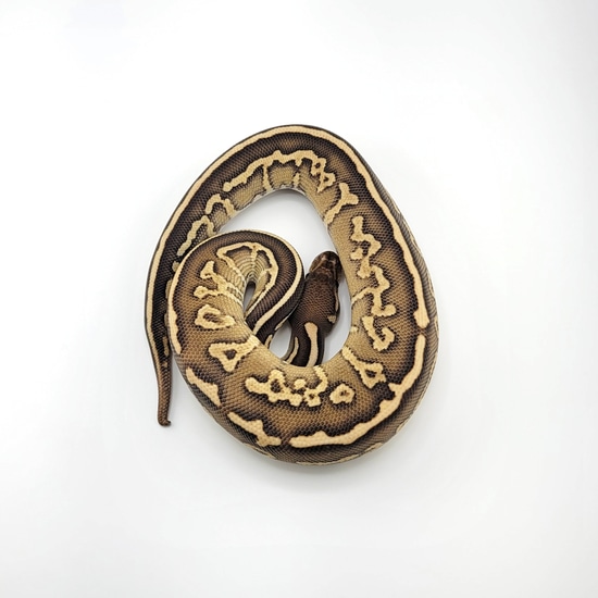 Acid, Black Pastel, Lesser Ball Python by SDG Pythons