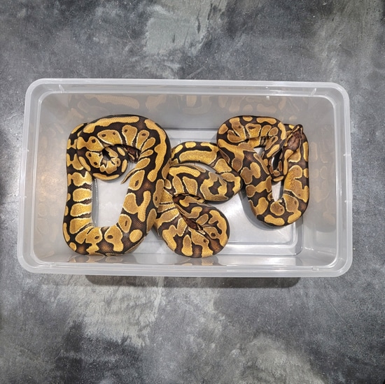 3x Female Enchi, Het Clown Ball Python by SDG Pythons