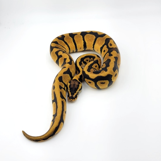 Acid, Enchi, Pastel (100 Het Albino) Ball Python by SDG Pythons