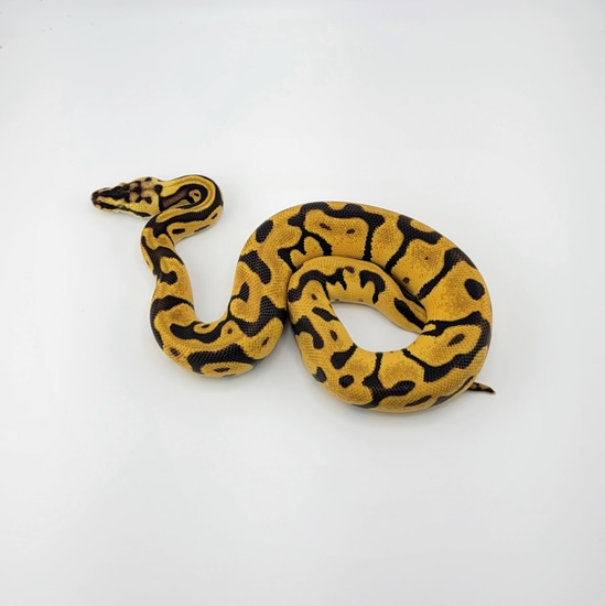 Acid, Super Enchi, Pastel (100 Het Albino) Ball Python by SDG Pythons