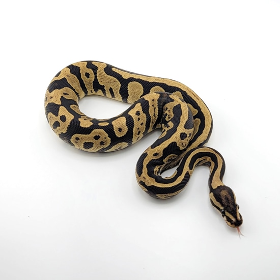 Acid, Fire (FREE SHIPPING) Ball Python by SDG Pythons