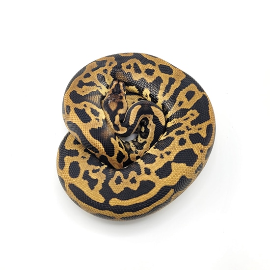 Acid, YB, Leo, (Poss OD) Ball Python by SDG Pythons