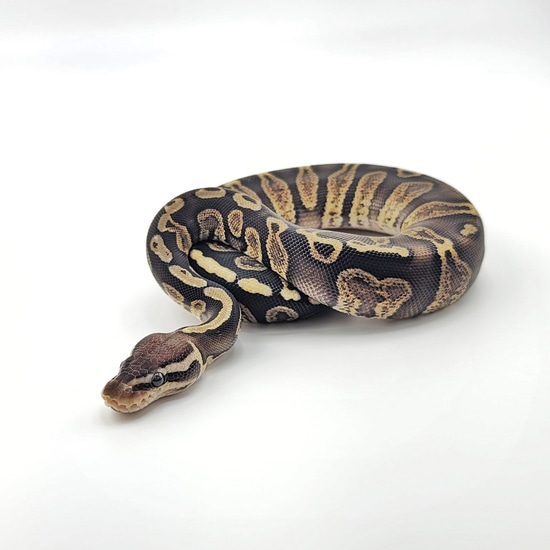 Chocolate, GHI, Pastel (100% Het DG, 50% Het Hypo) Ball Python by SDG ...