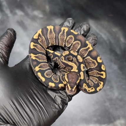 Chimera - Blackhead, Spotnose, Leopard, 66% Het Lavender Albino Ball ...