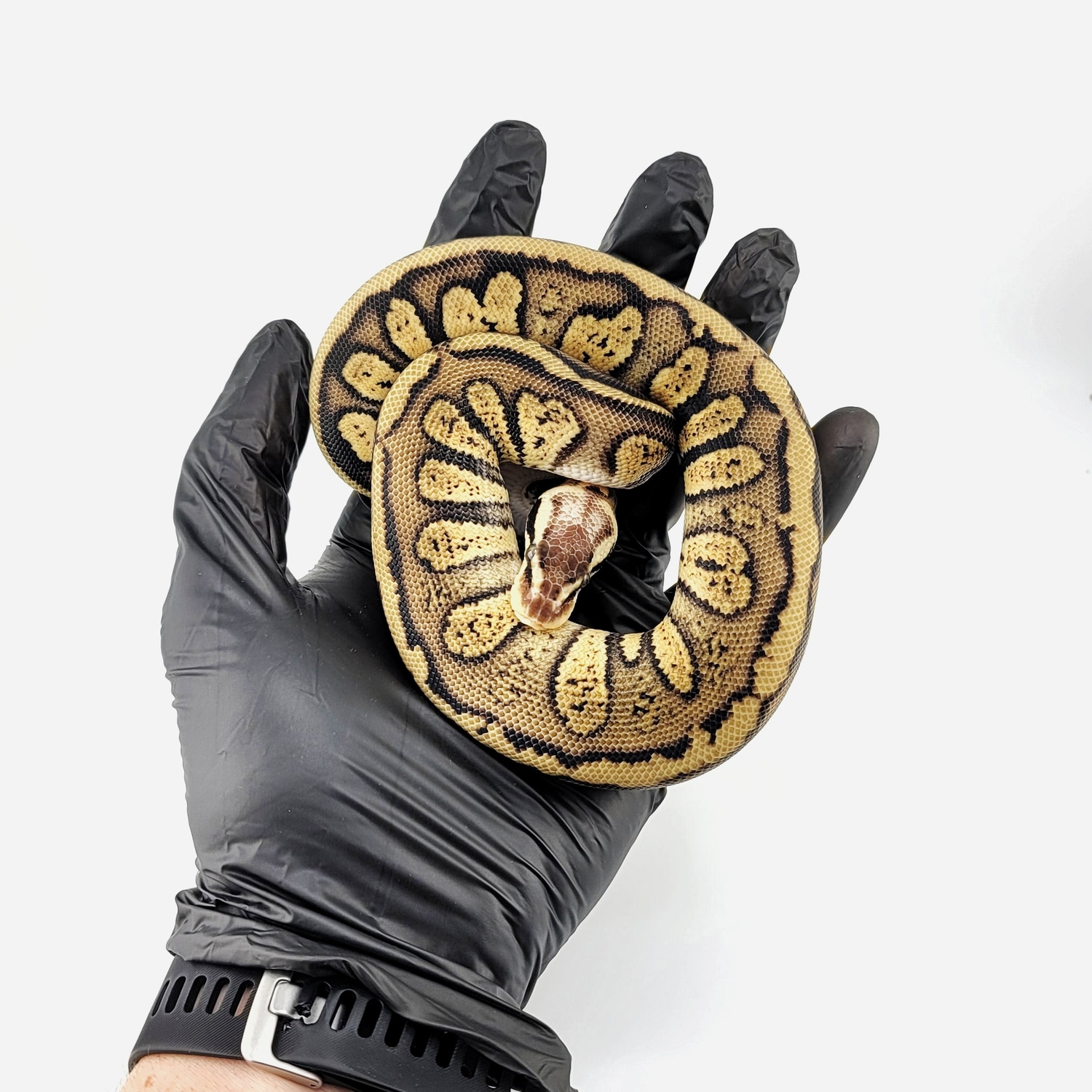 Stranger, Pastel, Fire 66% Het Clown Ball Python by SDG Pythons - MorphMarket