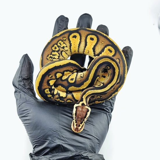 "Heartbreaker" Stranger, Specter, Pastel (Poss Enchi) 100 Het Pied, 50 Het Clown Ball Python by ...