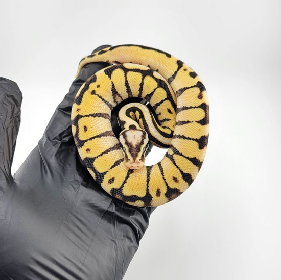 Spotnose, Enchi, Pastel 100 Het Dg, 50 Het Genetic Stripe Poss Super ...