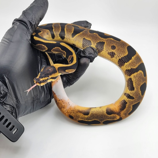 Het? Piebald, Enchi, Leo, (Poss OD YB Fire) Ball Python by SDG Pythons