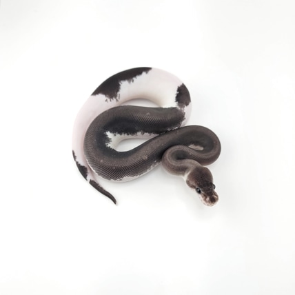 Chimera - Blackhead, Spotnose, Leopard, 66% Het Lavender Albino Ball Python by SDG Pythons ...