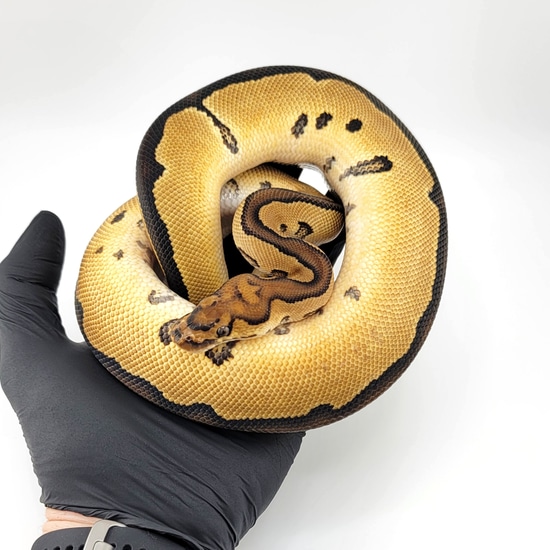 Poss Lace, Clown Ball Python by SDG Pythons