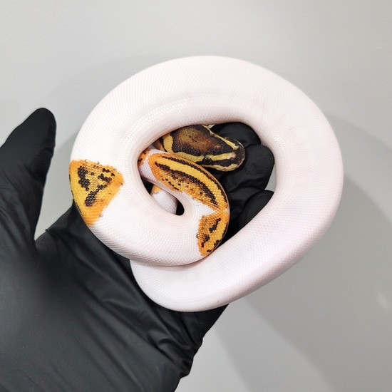 OD, YB, Fire, Pied Ball Python by SDG Pythons