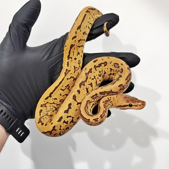 Acid, Pinstripe, Prob Blitz, Granite, YB, Fire Ball Python by SDG Pythons