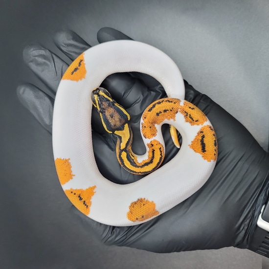 Piebald, OD, Gravel Or YB, Poss Fire, Poss RS Ball Python by SDG Pythons
