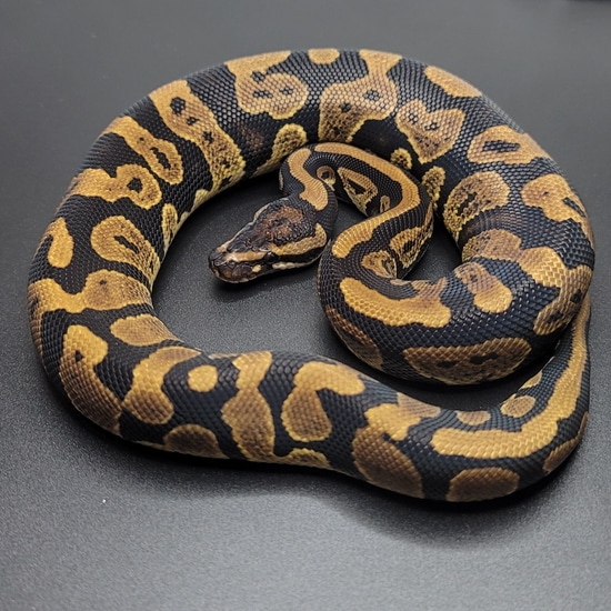 Acid Ball Python by SDG Pythons