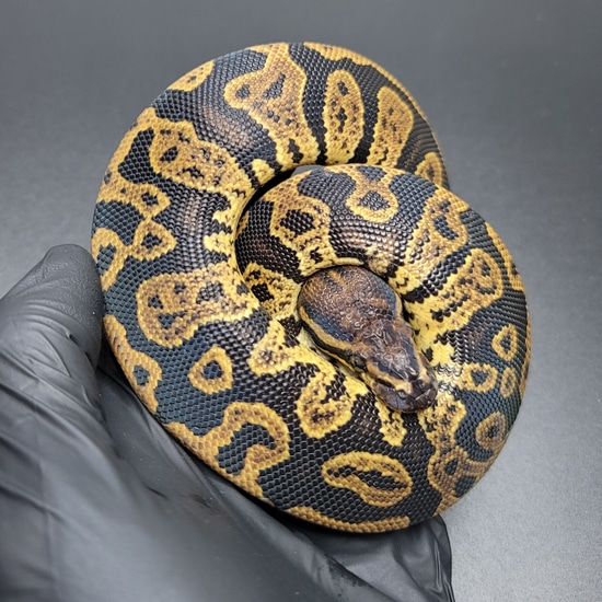 Acid, Granite Ball Python by SDG Pythons