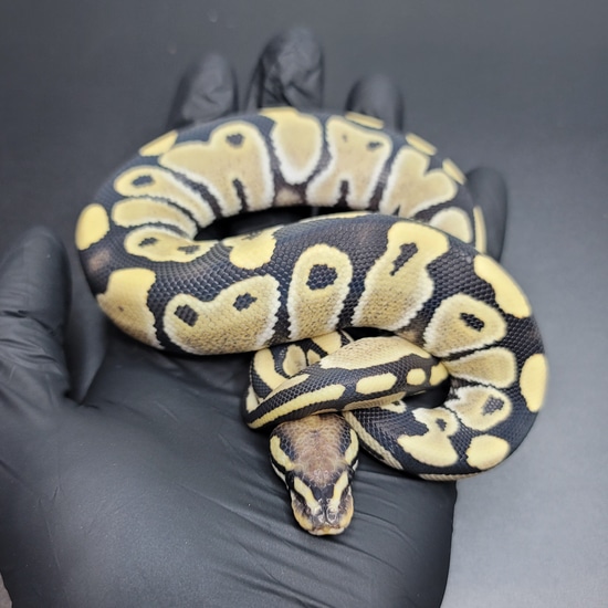 Desert Ghost Female Ball Python by SDG Pythons