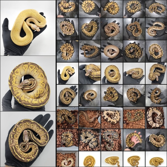 32 Animal Auction (24.8) Ball Python by SDG Pythons