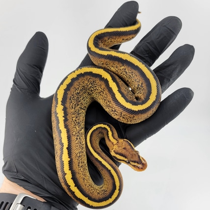 SDG Pythons - MorphMarket