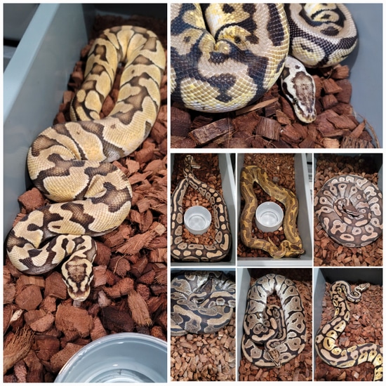 7 Adult Female Ball Pythons by SDG Pythons