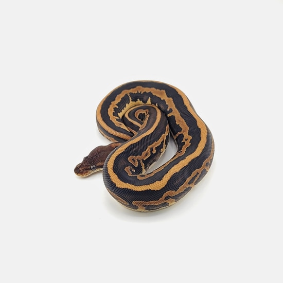 Leopard, Cinnamon, Prob Yellow Belly, 100 Het Pied, 100 Het Lavender ...