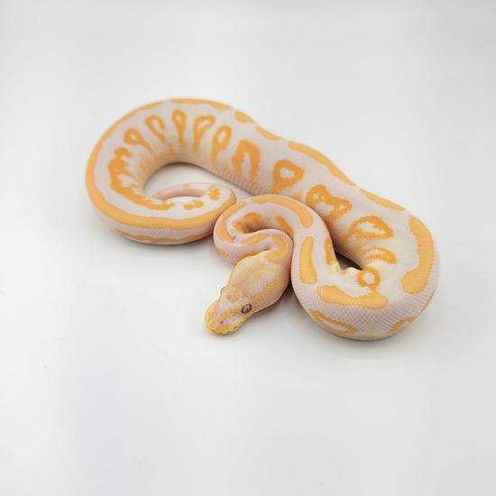 Lavender Albino, Cinnamon, Yellow Belly, 100 Het Pied (Poss Leopard ...