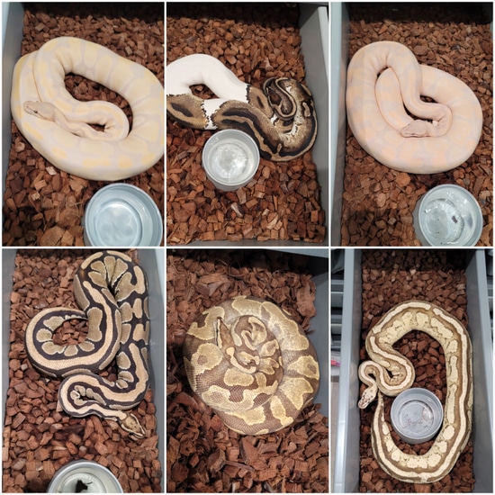 7 Adult Female - Lavender, Pied, Het Clown & More Ball Python by SDG ...