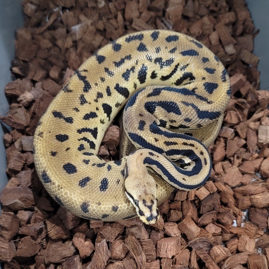 Acid, Bamboo 3.0 (3 Animals) Ball Python by SDG Pythons