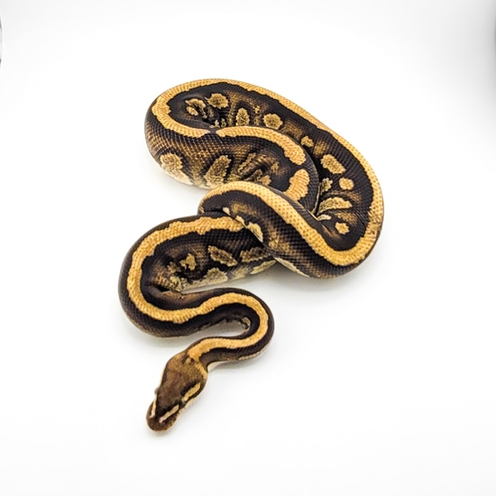 Stranger, Fire, Prob Specter (100 Het Clown) Ball Python by SDG Pythons