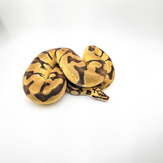 Super Enchi, Firefly Ball Python by SDG Pythons