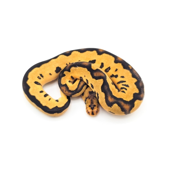 Specter, Fire, Enchi, Clown Ball Python by SDG Pythons