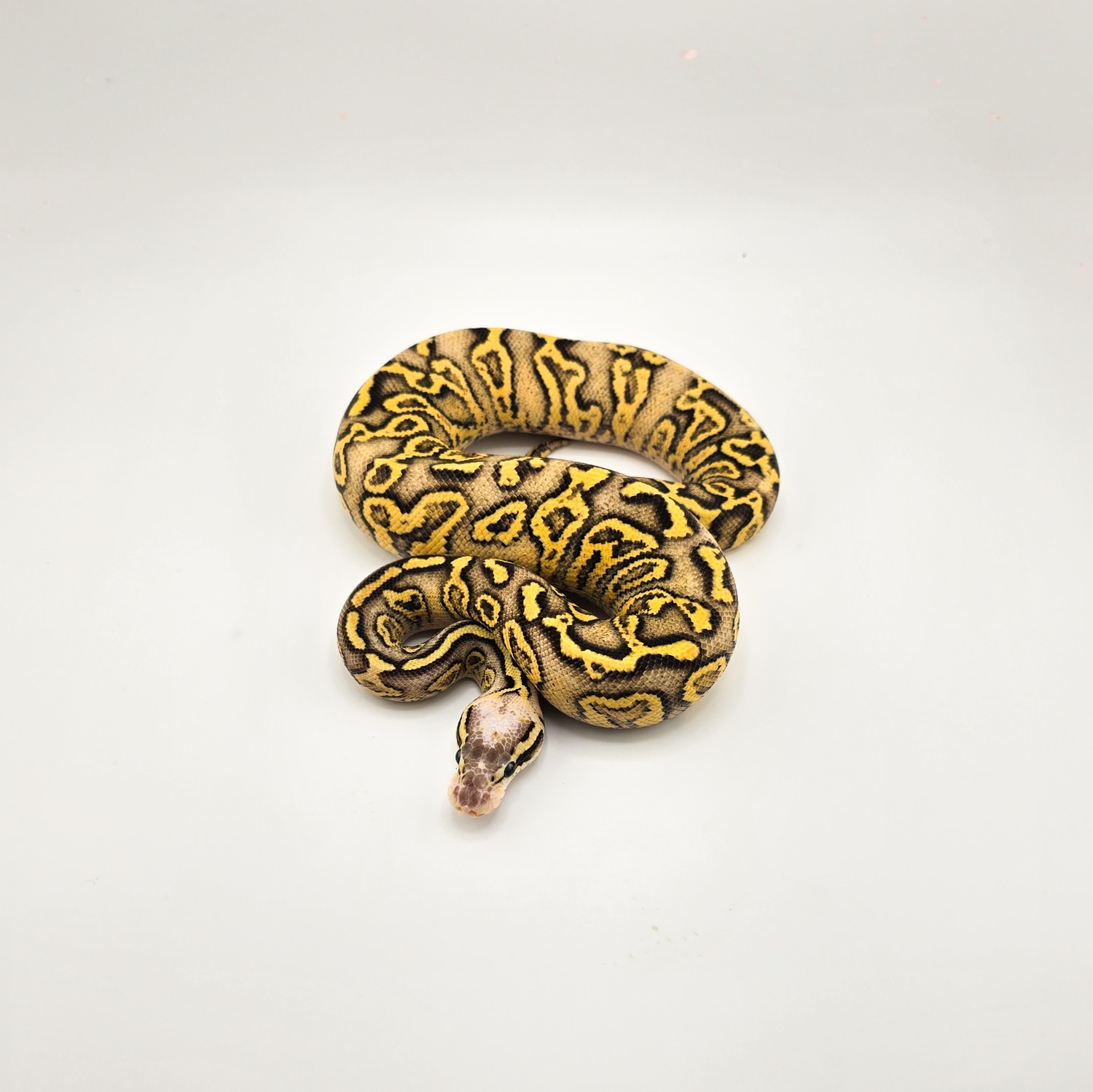 SDG Pythons's Collection - MorphMarket