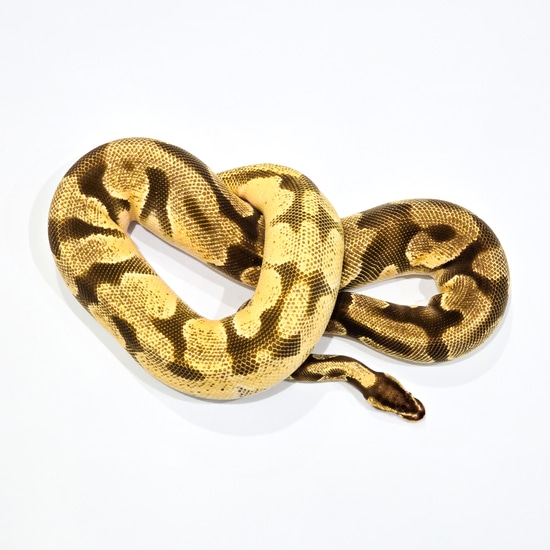 Super OD, Enchi, Poss YB Ball Python by SDG Pythons