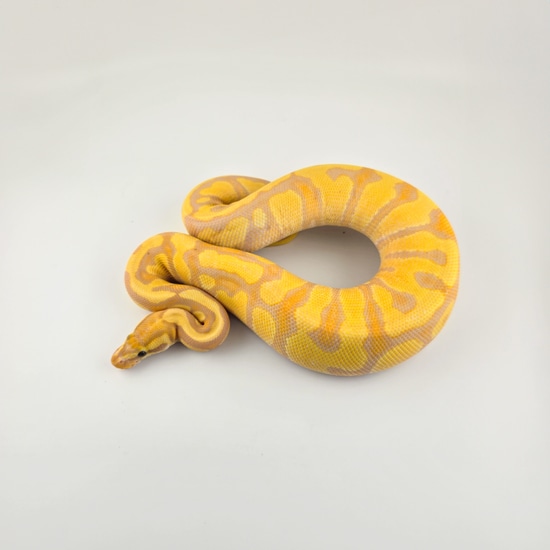 Banana, Enchi, Probable OD/YB Ball Python by SDG Pythons