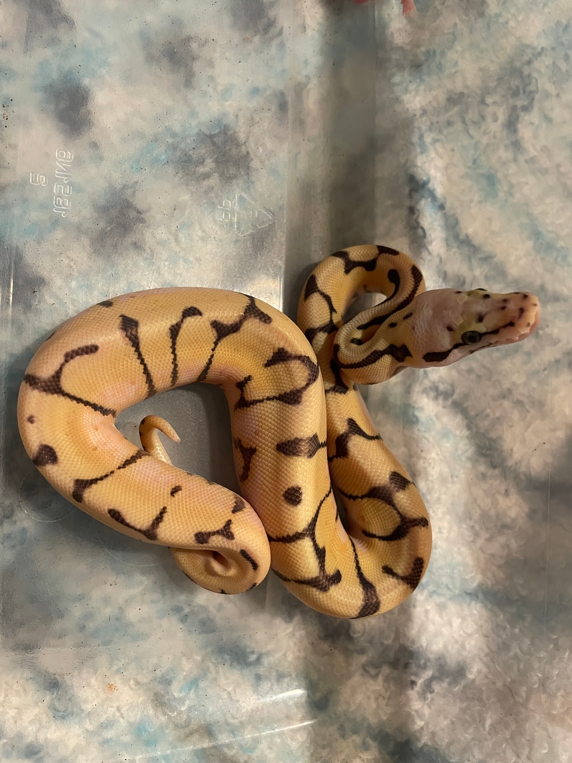 SuperPastel,Hypo,Spider,Enchi, Ball Python by Rare Clutch Reptiles - MorphMarket