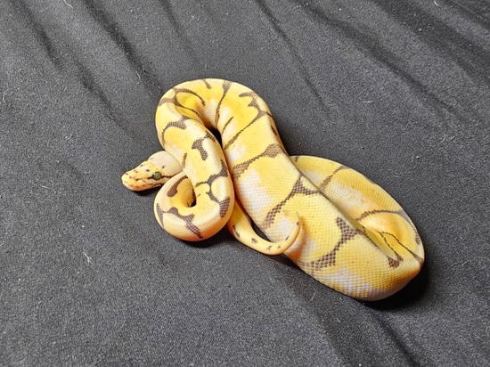 Enchi Super Pastel Spider 100%het HYPO Ball Python by Rare Clutch Reptiles