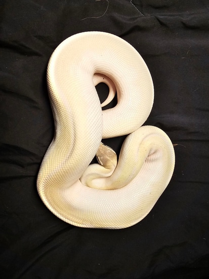 Super-mojave Ball Python by Rare Clutch Reptiles