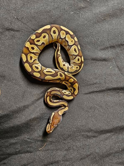 MOJAVE Ball Python by Rare Clutch Reptiles